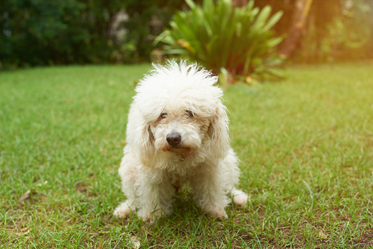 Dog Scooting 101: 5 Causes and How to Help Your Pup
